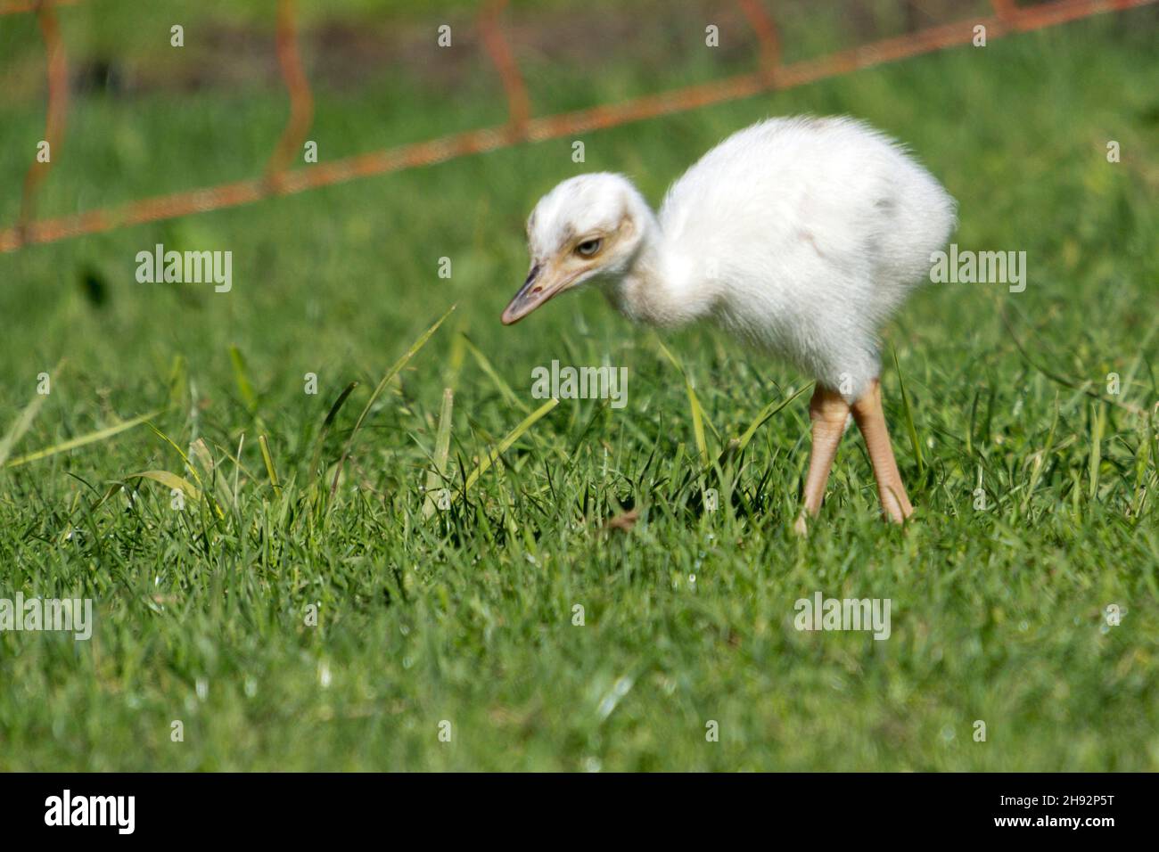 Rhea Farm High Resolution Stock Photography and Images - Alamy