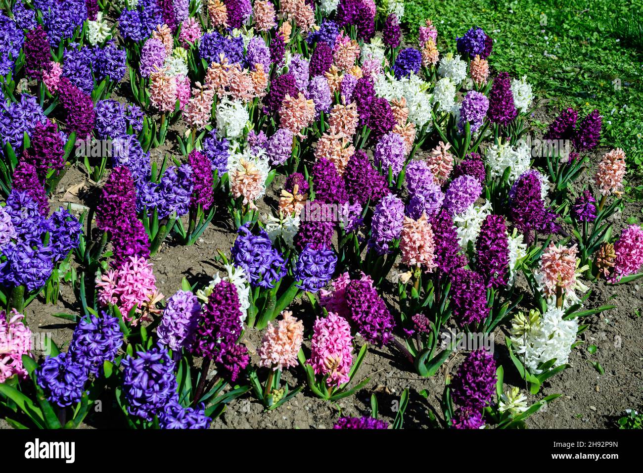 Hyacinth flower garden blue hi-res stock photography and images - Alamy