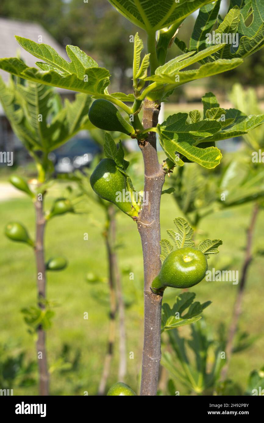 Fig tree fruit orchard hi-res stock photography and images - Alamy