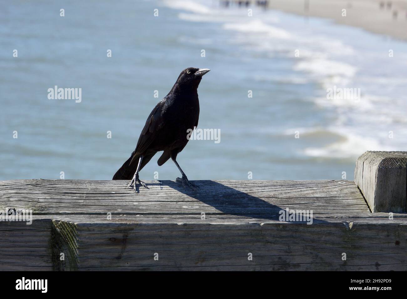 Georgia stand up hi-res stock photography and images - Alamy