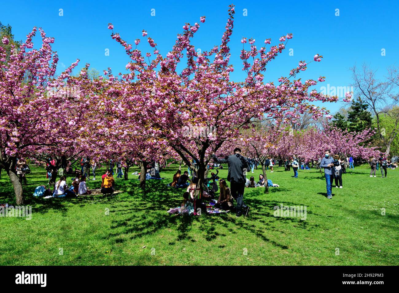 Bucharest, Romania, 25 April 2021 Large cherry trees with many pink ...