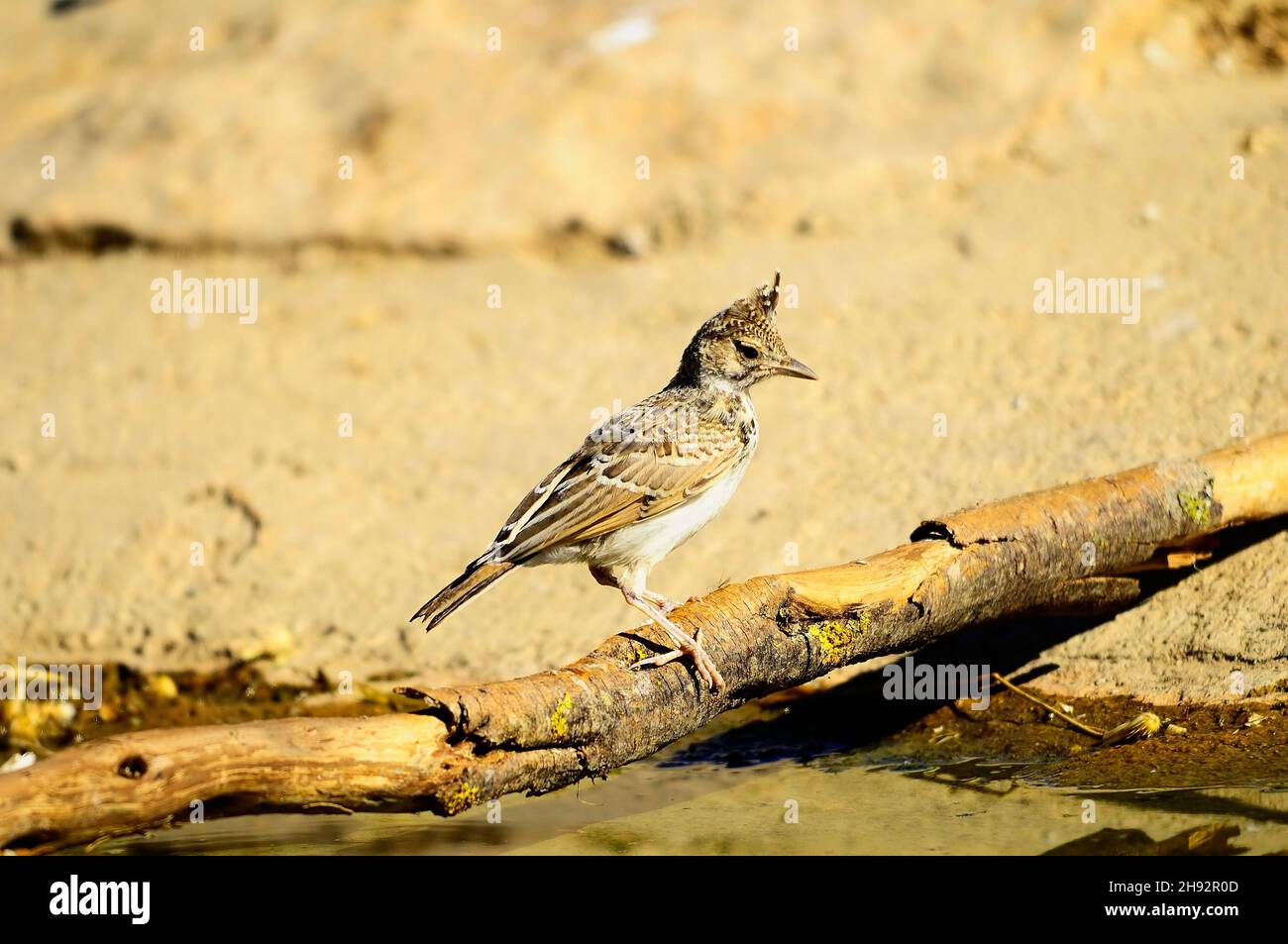 Galerida cristata - The common cogujada is a species of bird in the ...