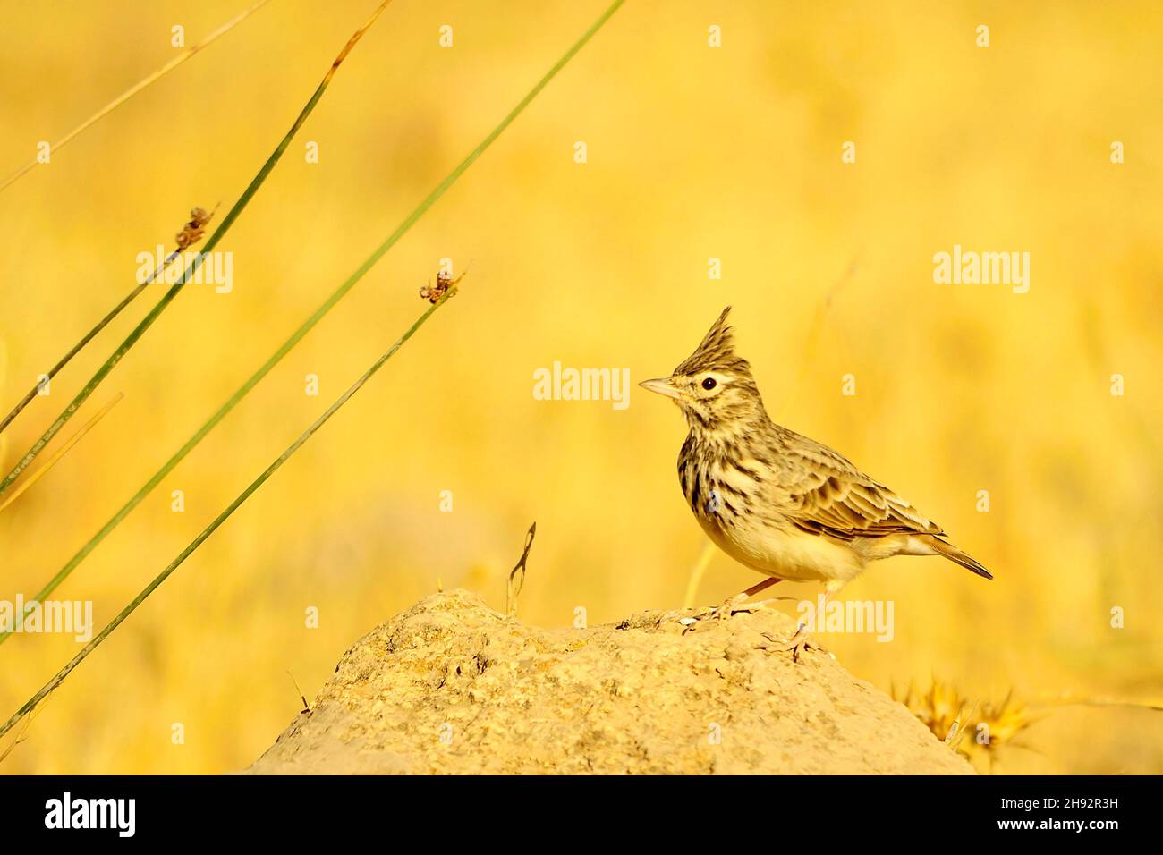 Galerida cristata - The common cogujada is a species of bird in the ...