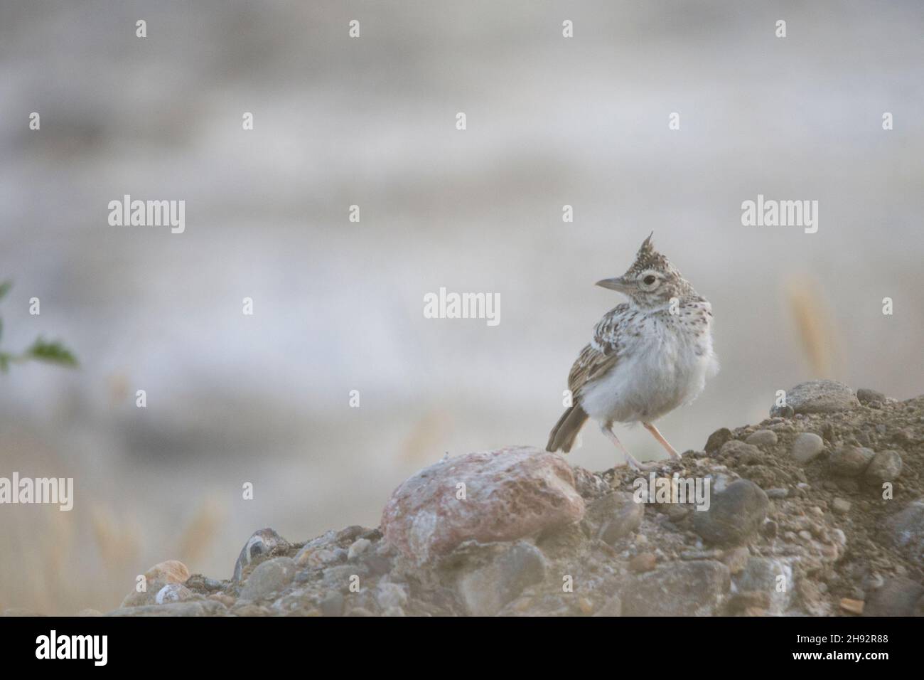 Galerida cristata - The common cogujada is a species of bird in the ...