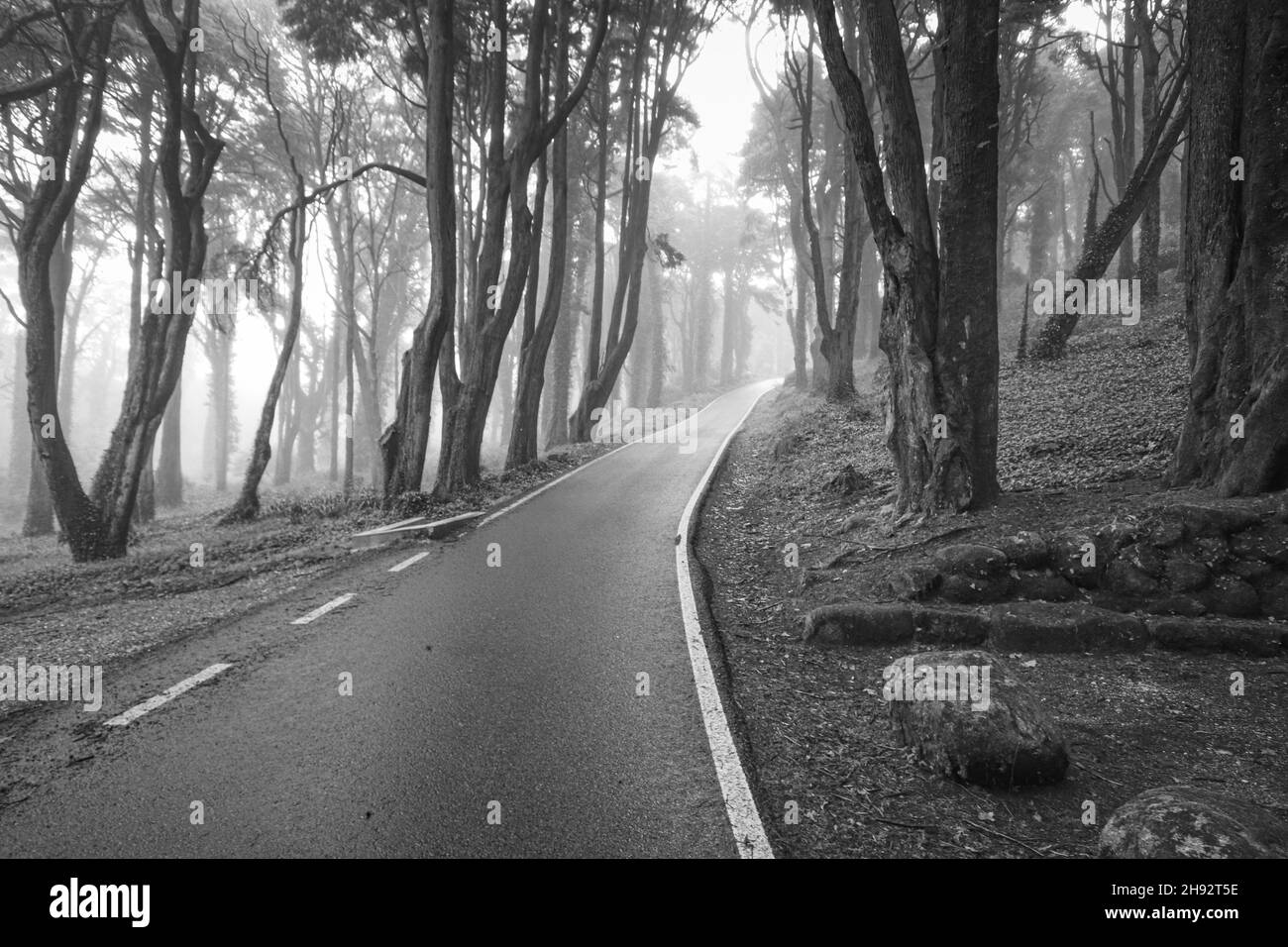 Path in misty forest Black and White Stock Photos & Images - Alamy