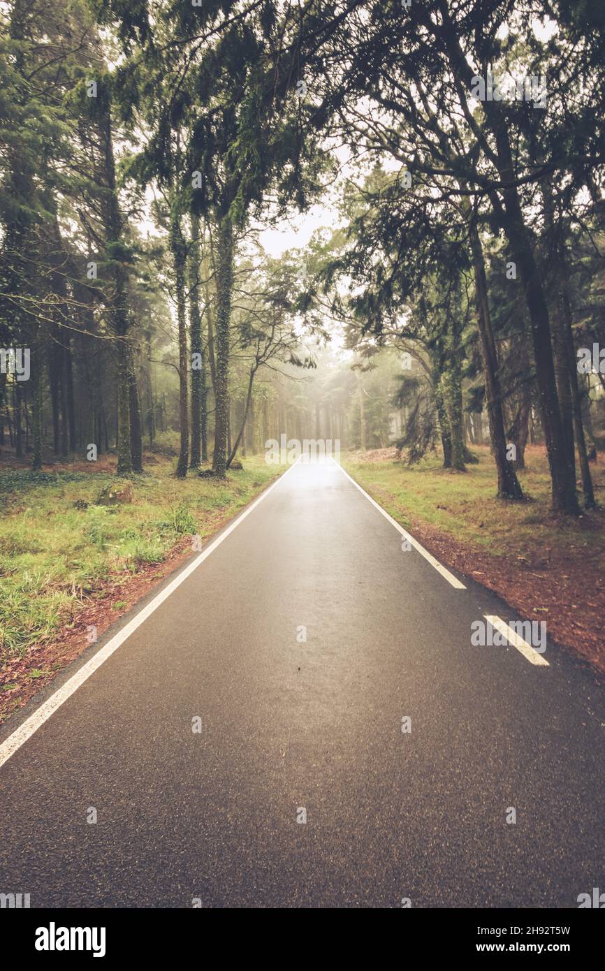 Road in a forest covered with mist Stock Photo - Alamy