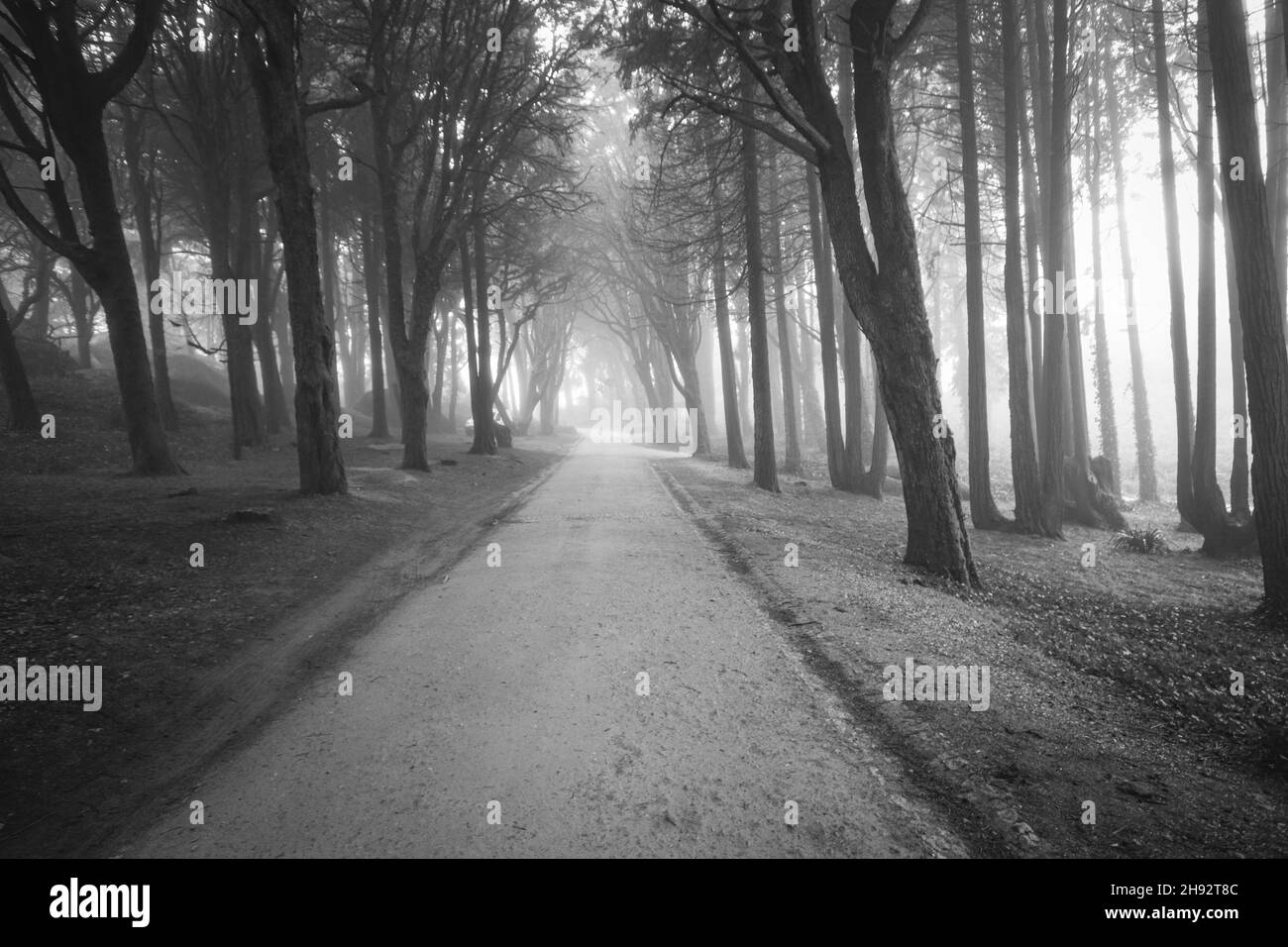 Path in a forest covered with mist and surrounded by trees. Beautiful ...