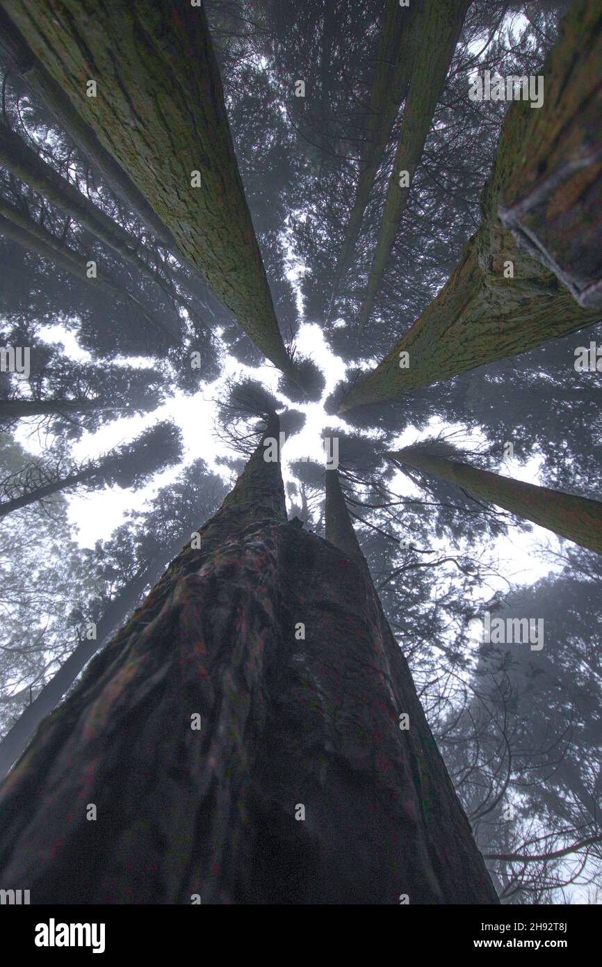 Forest bottom view in the autumn. Amazing Forest covered with mist ...