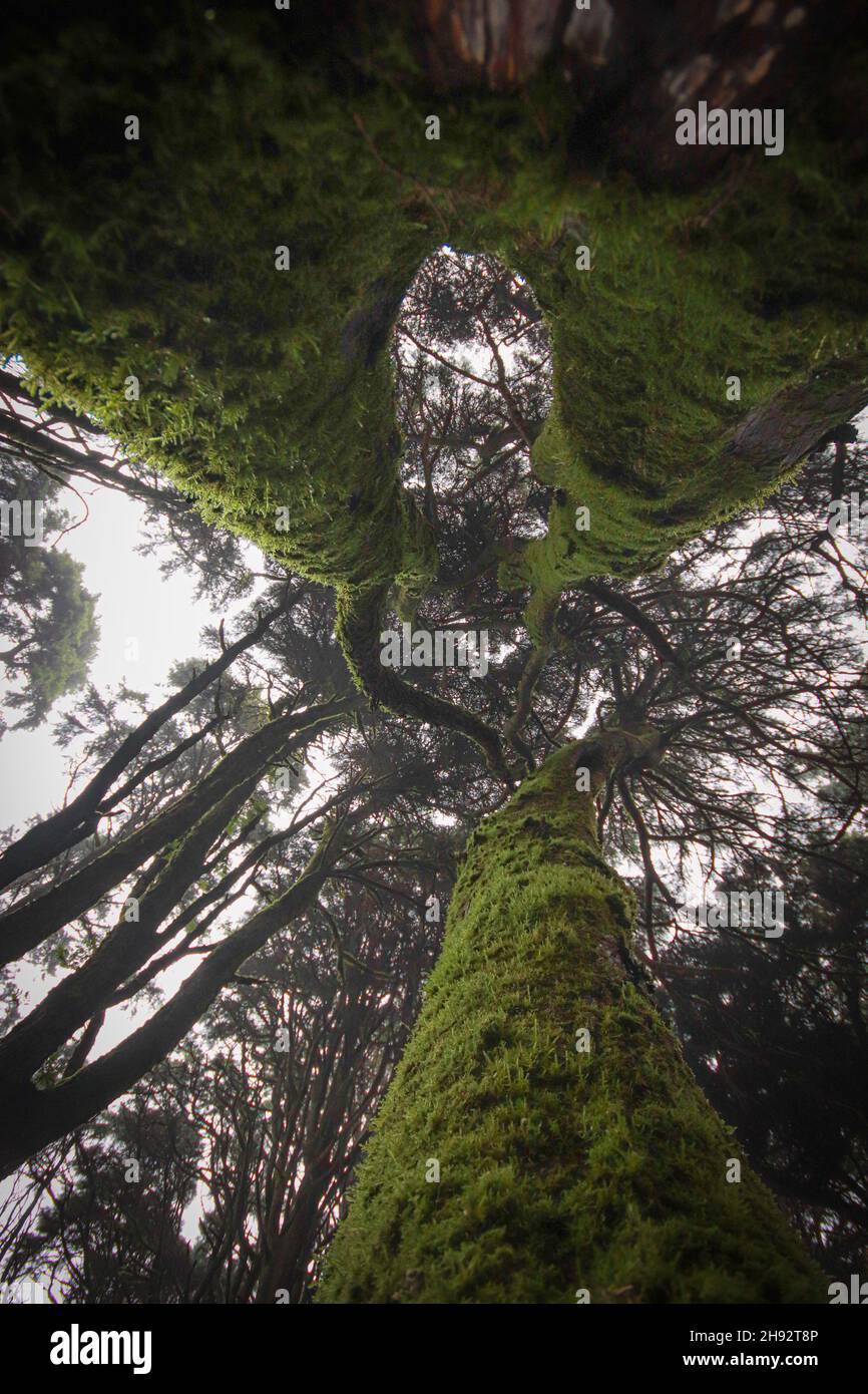 Forest bottom view in the autumn. Amazing Forest covered with mist ...
