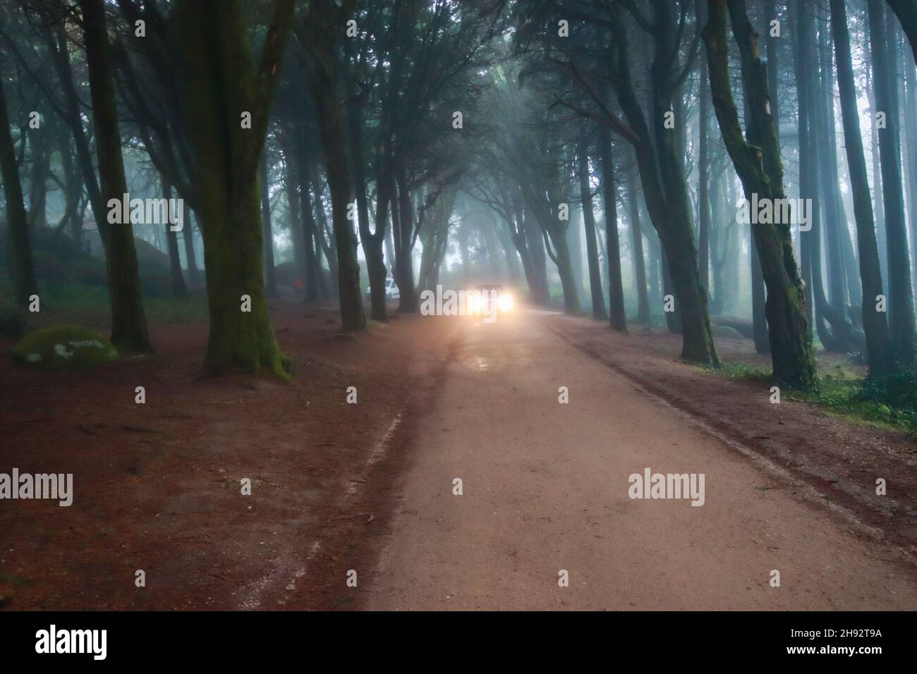 Road in a forest covered with mist with a car with lights on. Beautiful ...