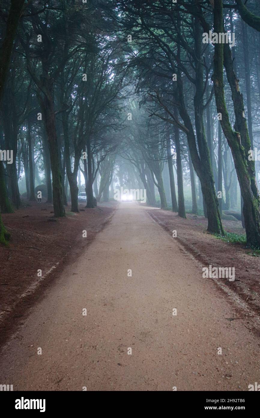 Road in a forest covered with mist with a car with lights on. Beautiful ...