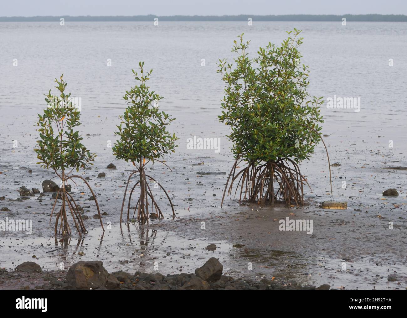 Young mangrove trees grow in the mud on the edge of the Gambia River ...
