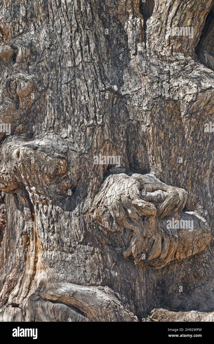 Vertical shot of a rough uneven tree trunk; the area of the Atacama ...