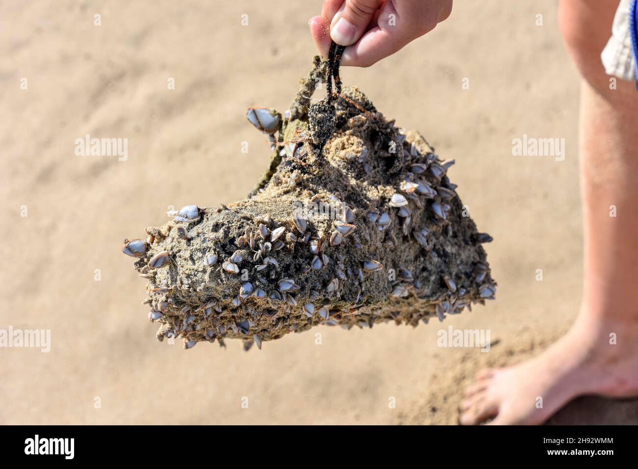 Po shells hi-res stock photography and images - Alamy