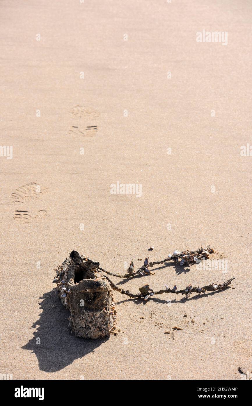 Po shells hi-res stock photography and images - Alamy