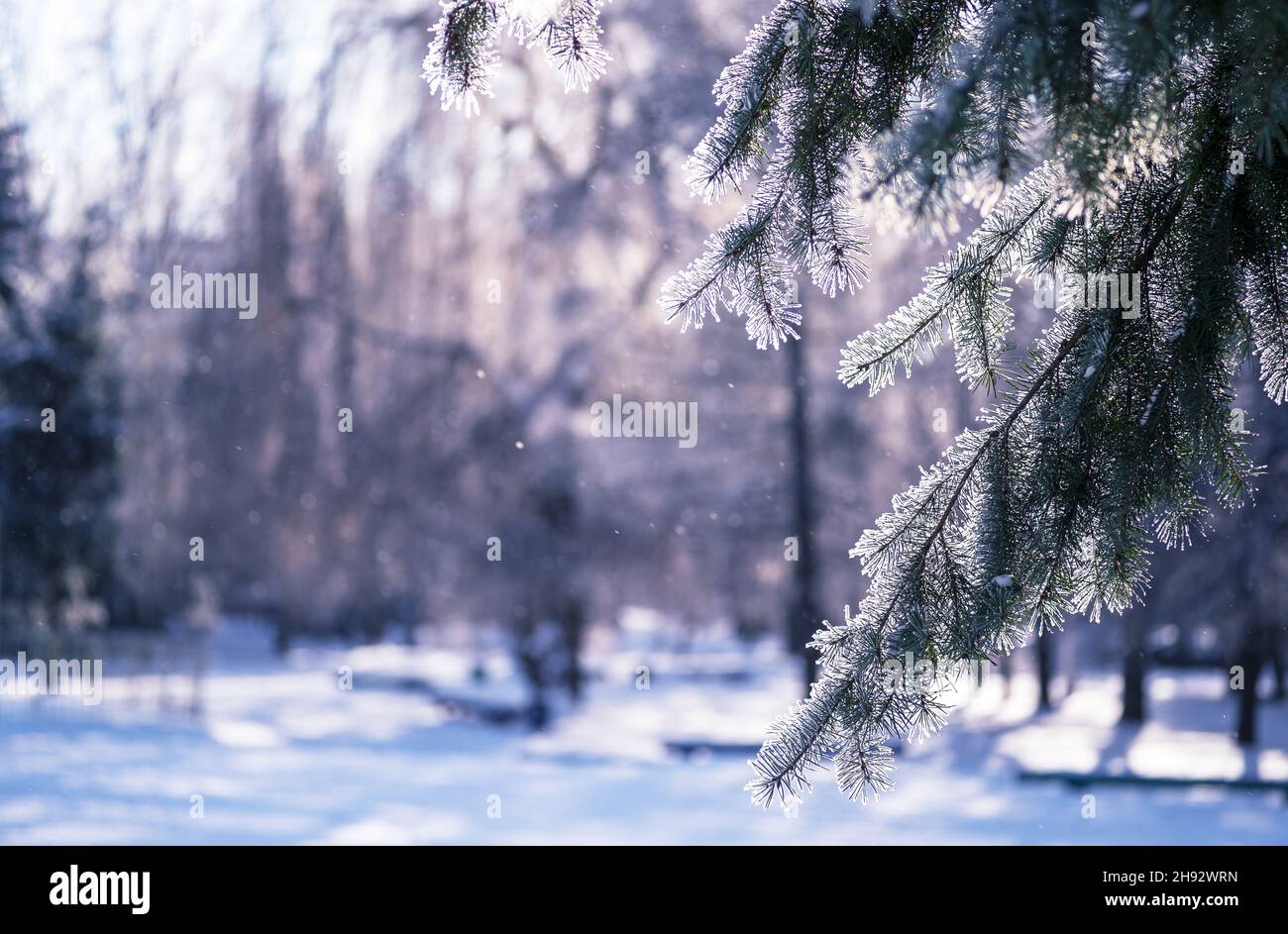 Flying sparkling snowflakes hi-res stock photography and images - Alamy