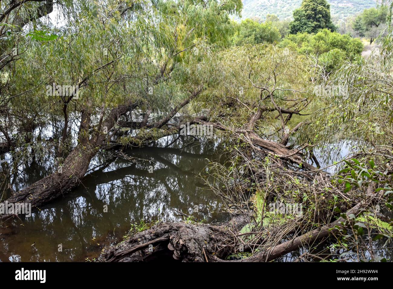 Trees in the Trichardspoort River Valley, Gouwsberg Mountain Range near ...