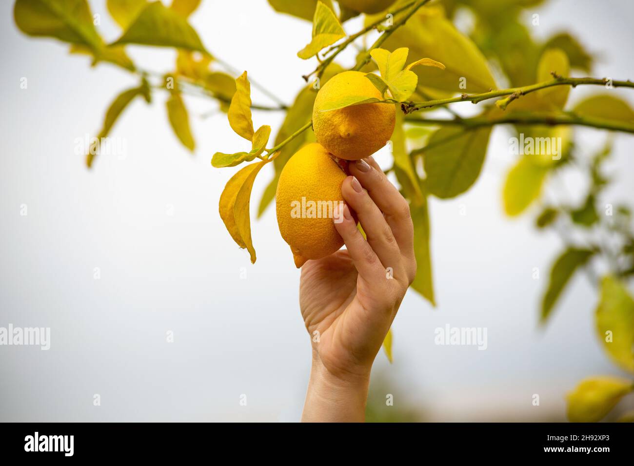 A human hand plucking a lemon from a branch Stock Photo - Alamy