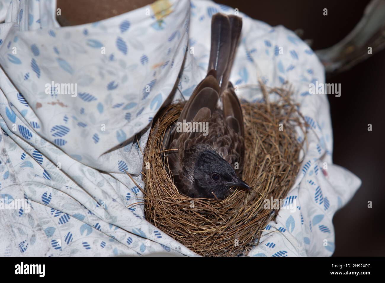 Red vented bulbul nest hi-res stock photography and images - Alamy