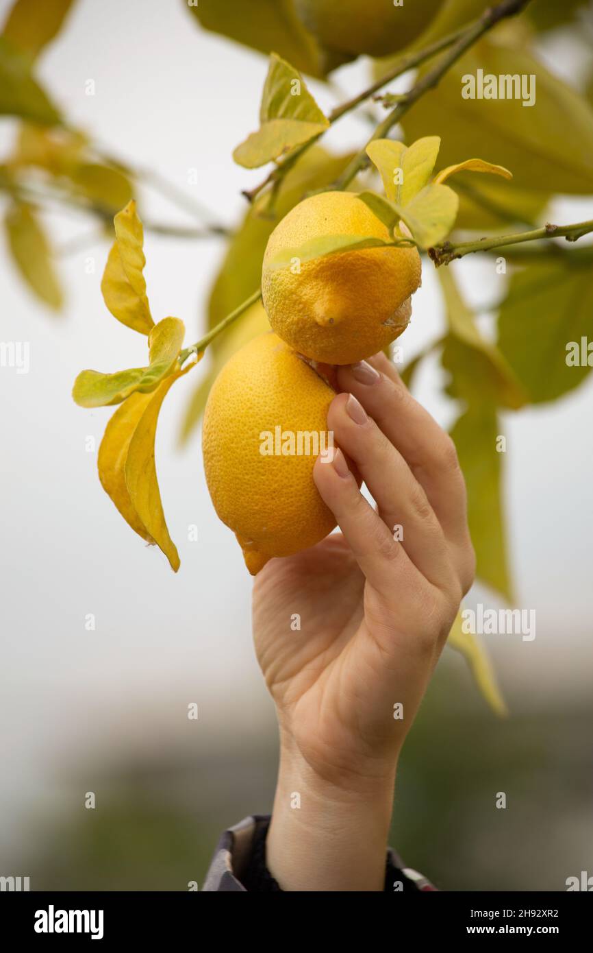 A human hand plucking a lemon from a branch Stock Photo - Alamy