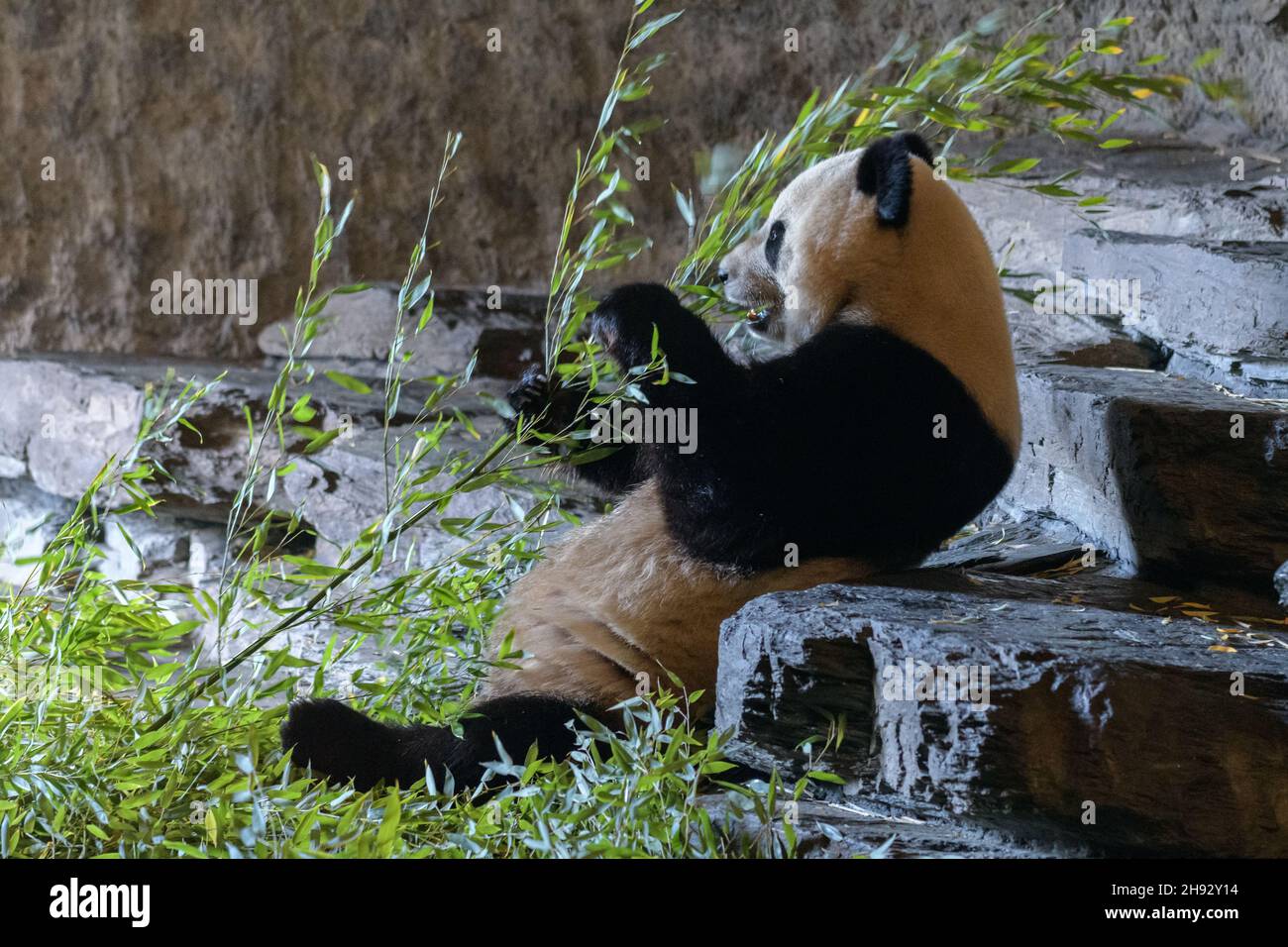Portrait of an adorable panda sitting on the rocky ground holding a ...