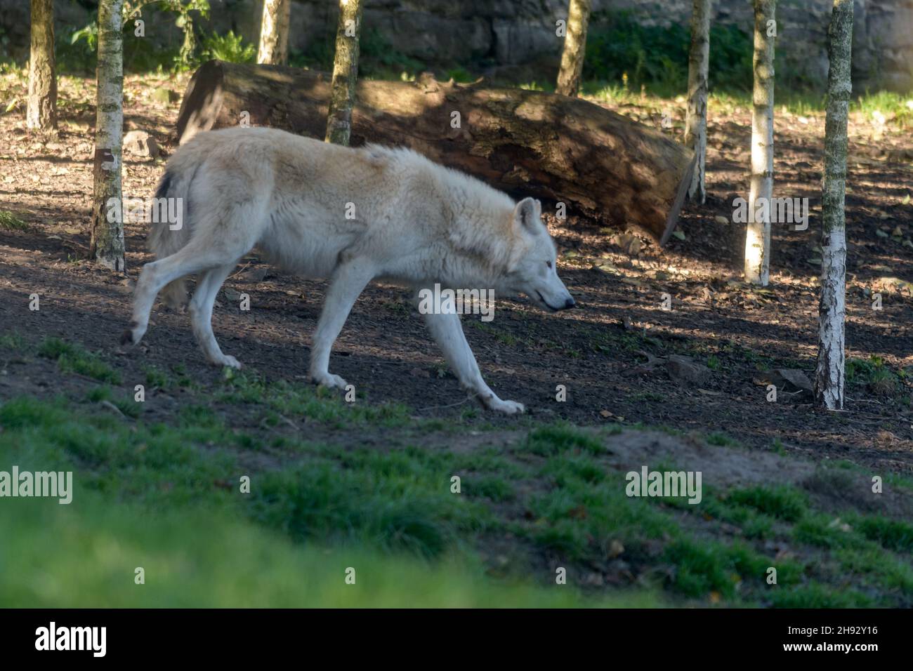 White beautiful wolf walking in the zoo with trees - wildlife Stock ...