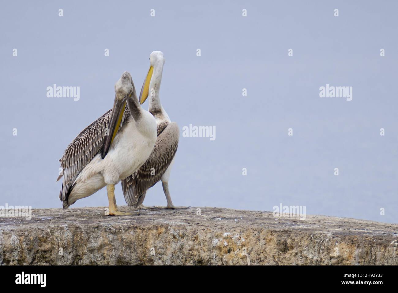 Close-up shot of two pelicans standing on the stone with the blurred ...