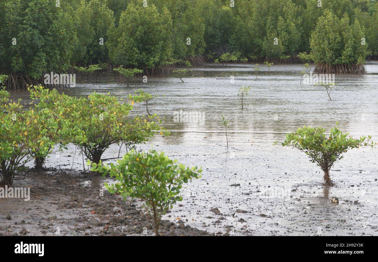 Young mangrove trees grow in the mud on the edge of the Gambia River ...