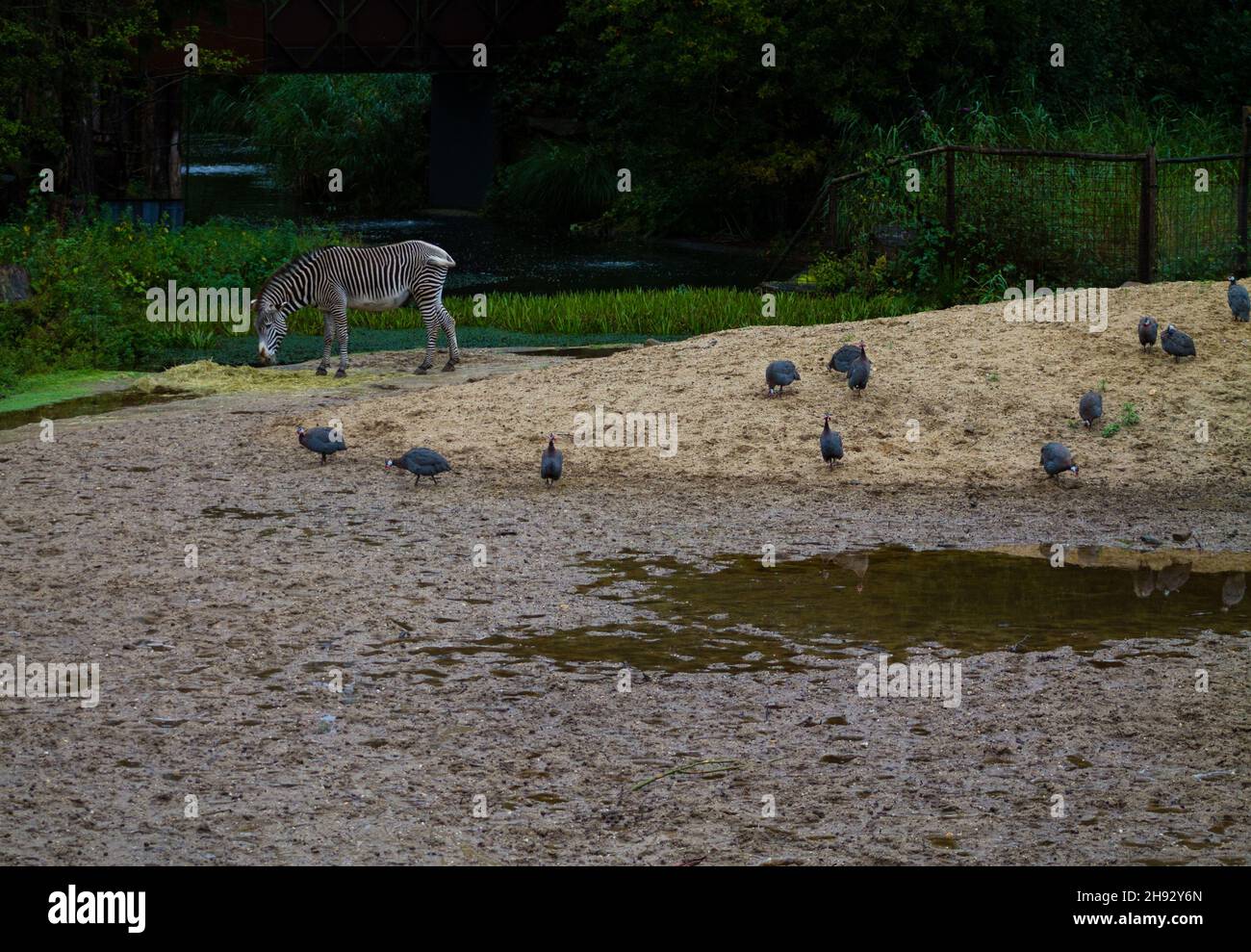Zebra and birds standing on the sandy and muddy ground in a zoo Stock ...