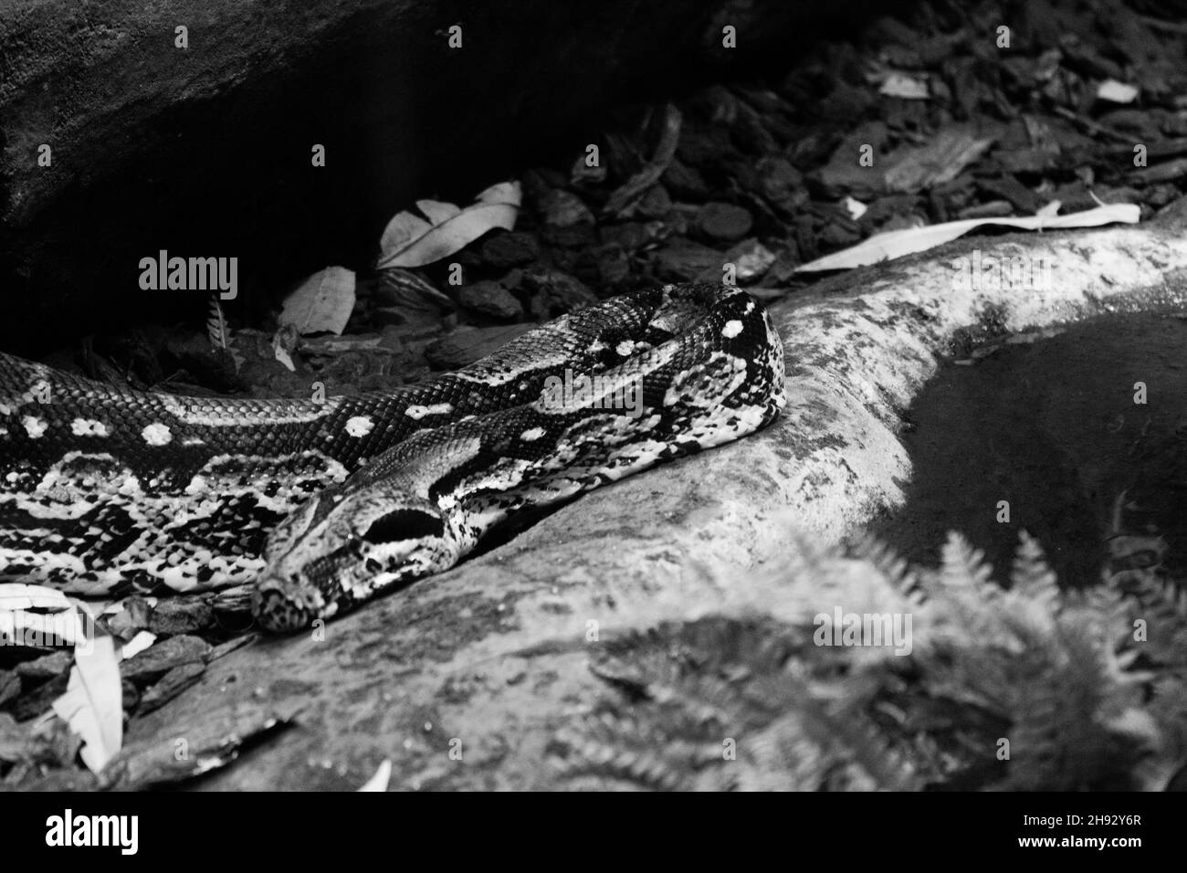 Grayscale shot of a python laying by the pond in the zoo - wildlife ...