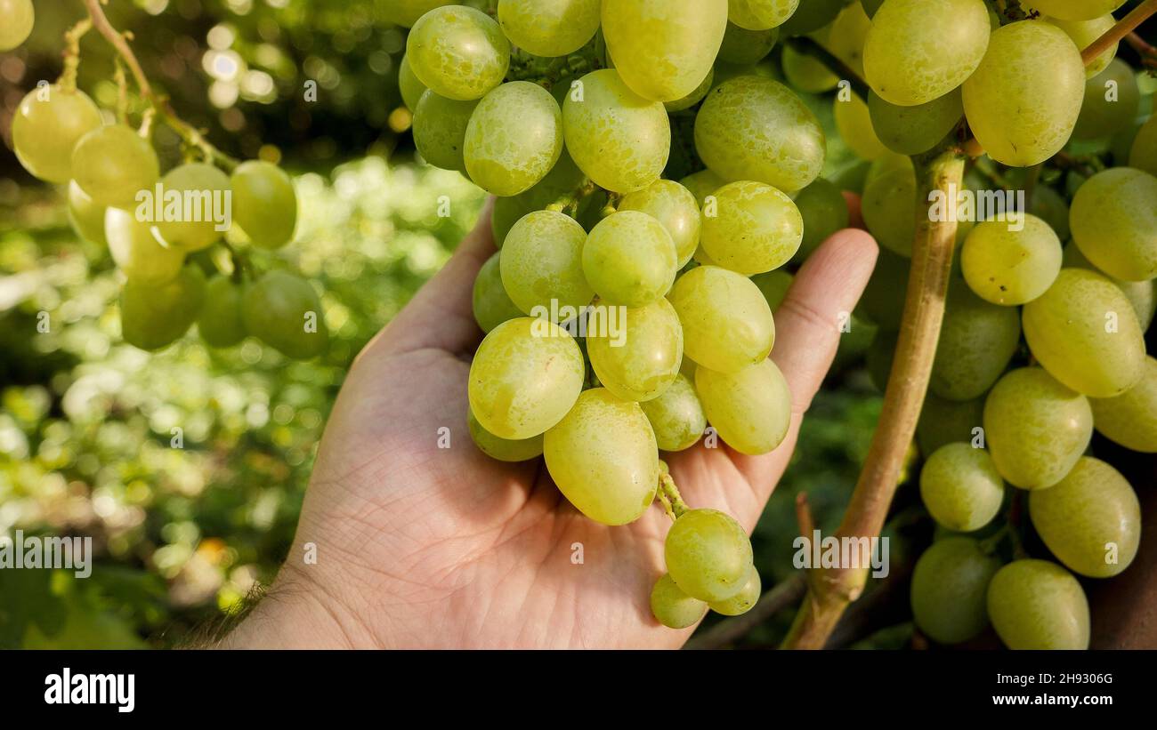 Closeup of gardeners hand holding bunch of grapes at vineyard Stock ...