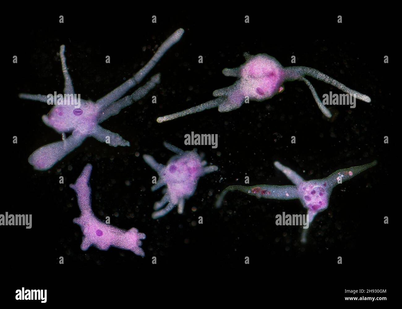 Amoeba Proteus Microscope Slide