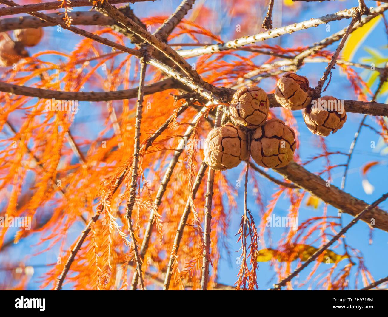 Fall color in Mitch Park at Edmond, Oklahoma Stock Photo - Alamy