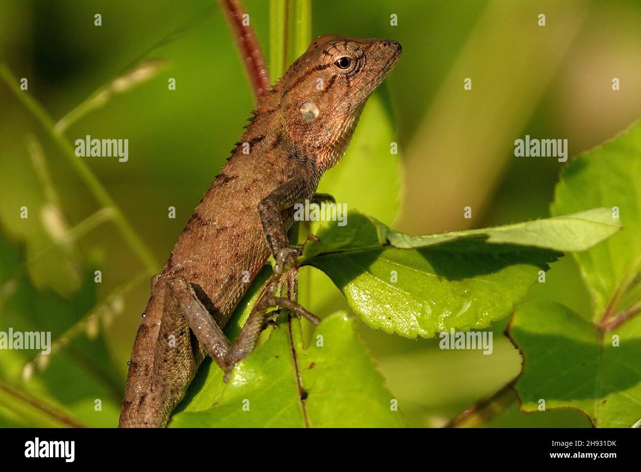 Brown lizard on green leaves in wilderness Stock Photo - Alamy