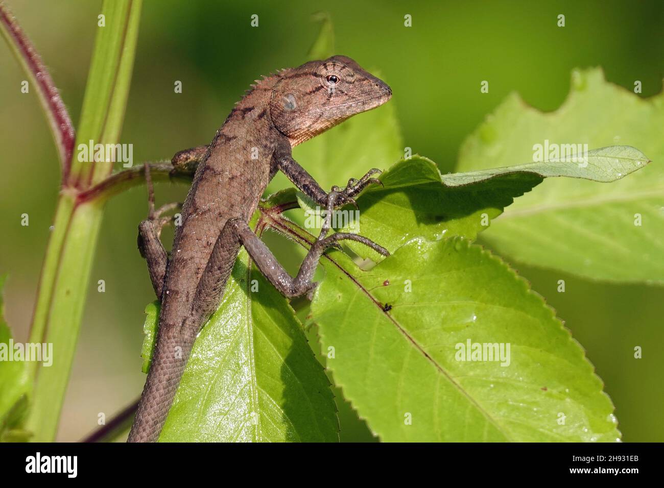 Brown lizard on green leaves in wilderness Stock Photo - Alamy