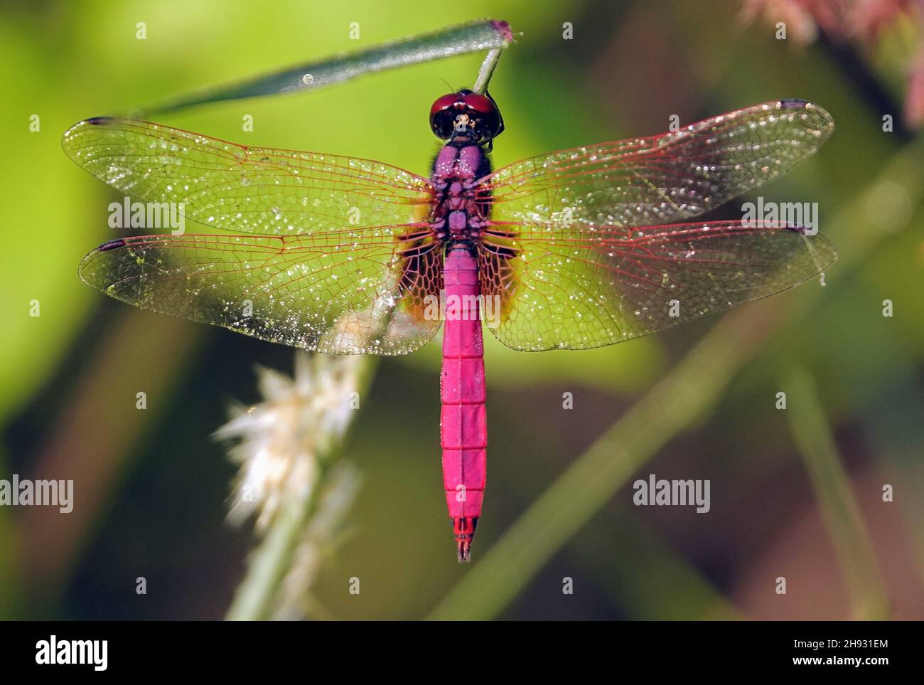 Roseate skimmer dragonfly hi-res stock photography and images - Alamy