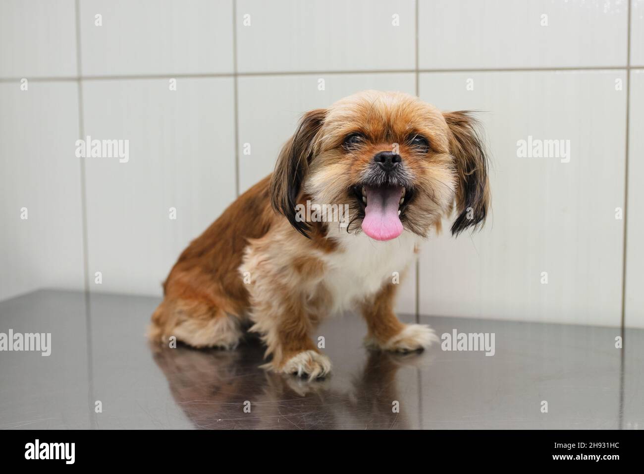 Cute brown Pekingese dog in a grooming salon Stock Photo - Alamy