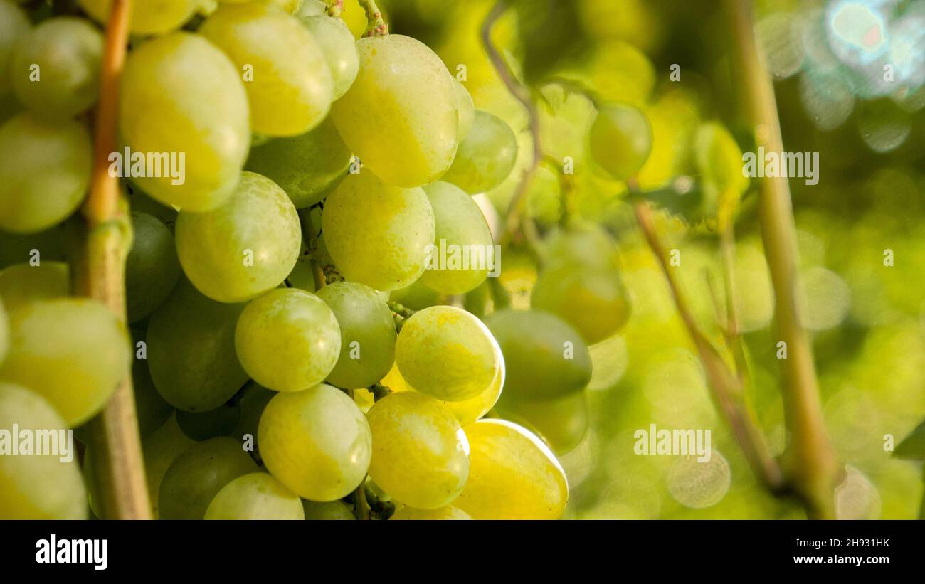 Closeup image of ripe green grape bunch growing on grapevine at ...