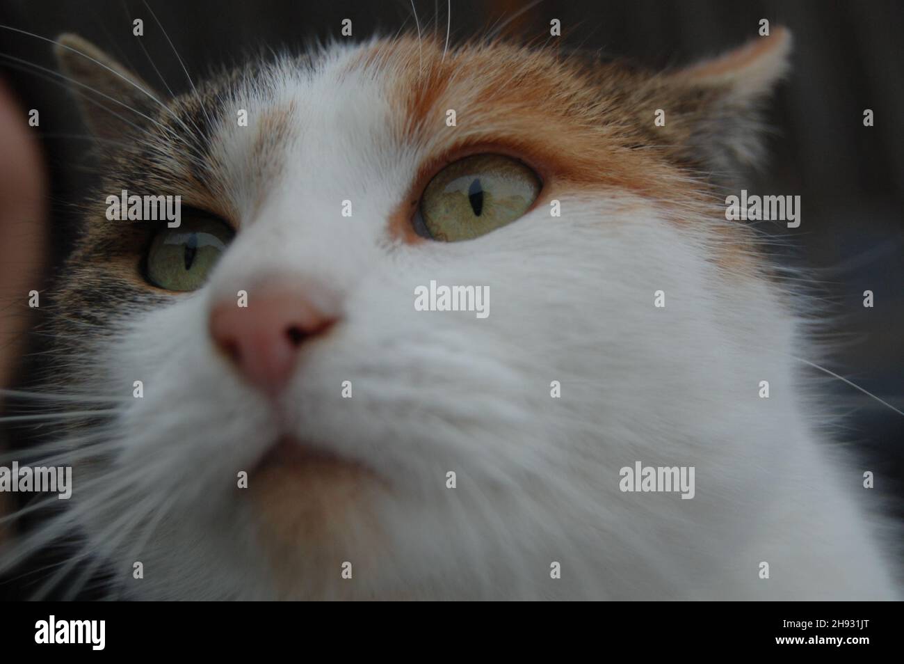 cute cat looking left on the camera Stock Photo - Alamy