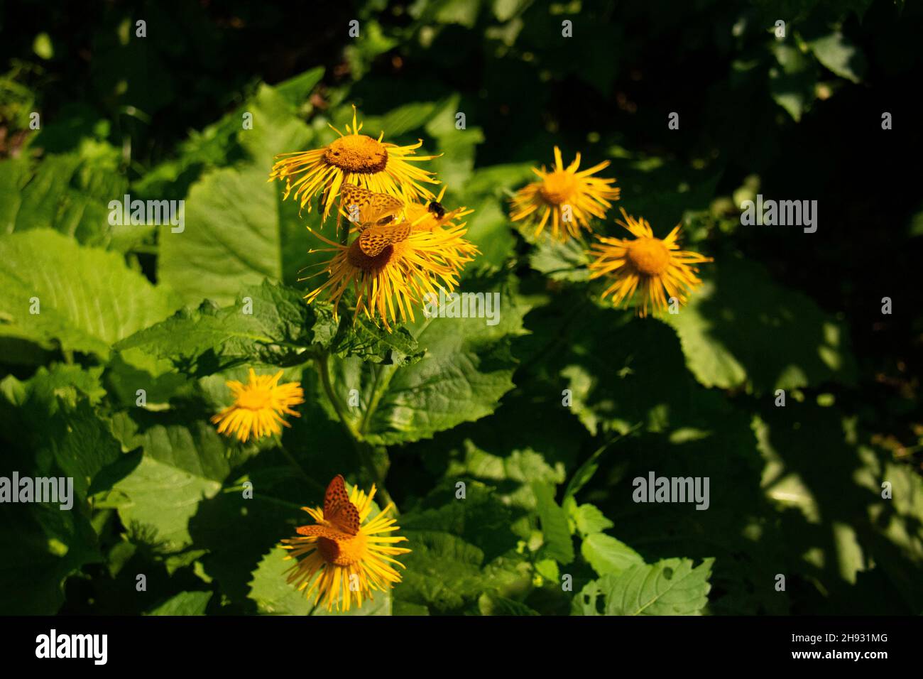 Beautiful view of inula flowers in the field Stock Photo - Alamy