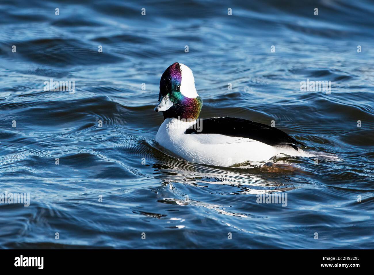 Drake sea duck hi-res stock photography and images - Alamy