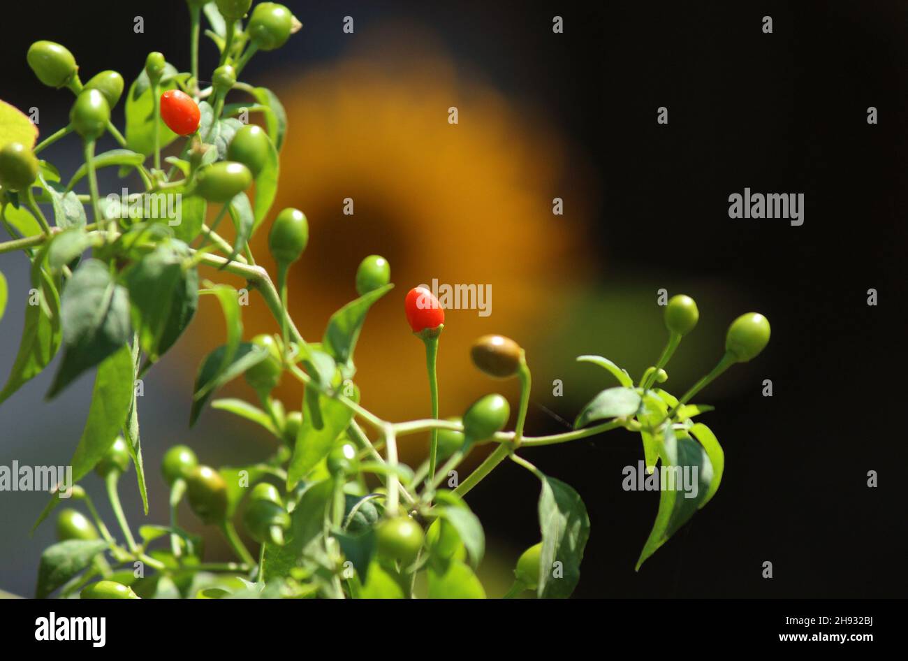 Shallow focus of a Texas Native Pepper Chiltepin Pepper Capsicum Stock ...