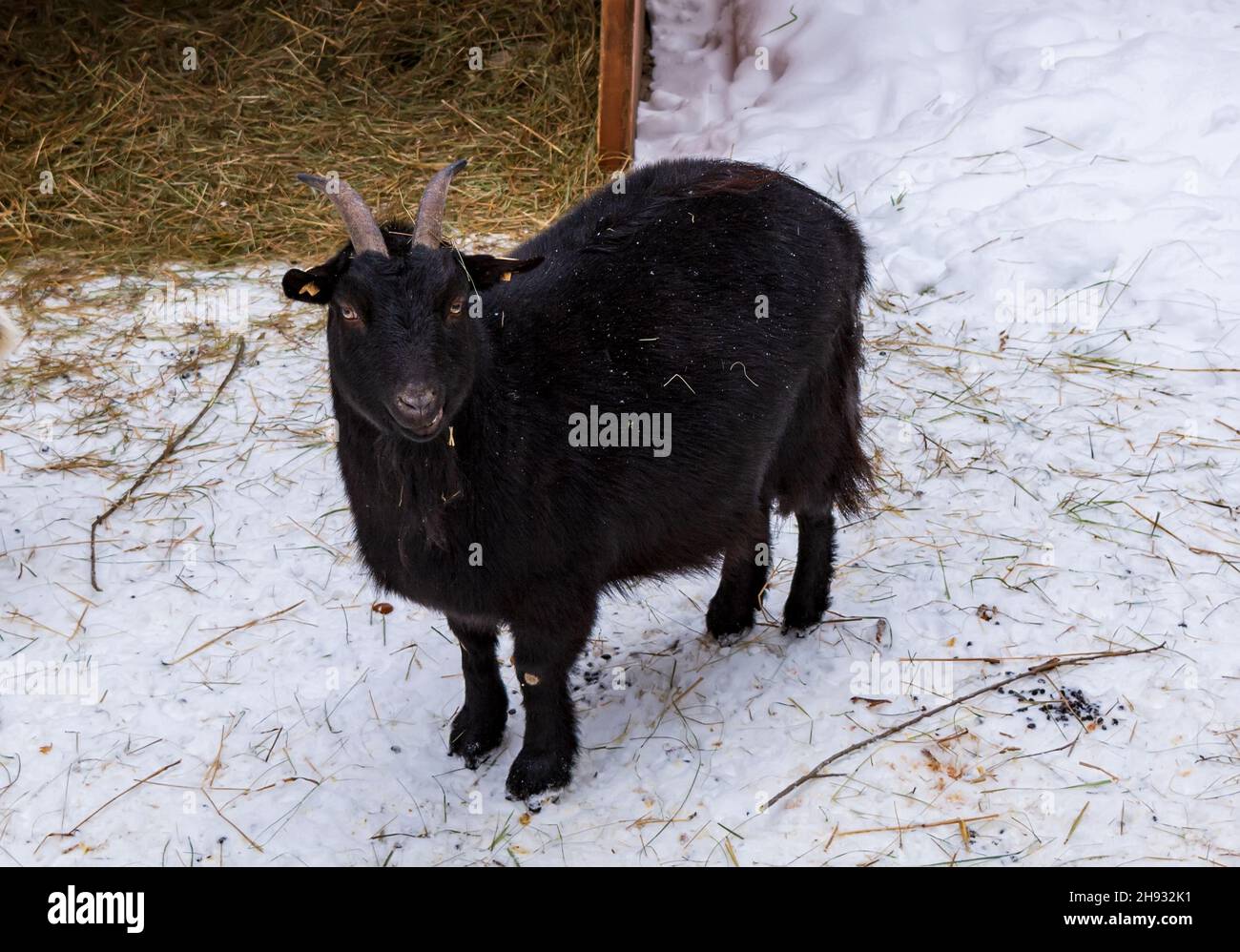 Black Goat High Resolution Stock Photography and Images - Alamy