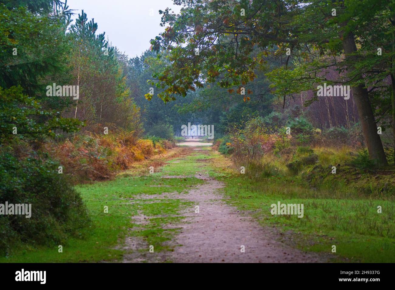 Walks autumn uk forest hi-res stock photography and images - Alamy