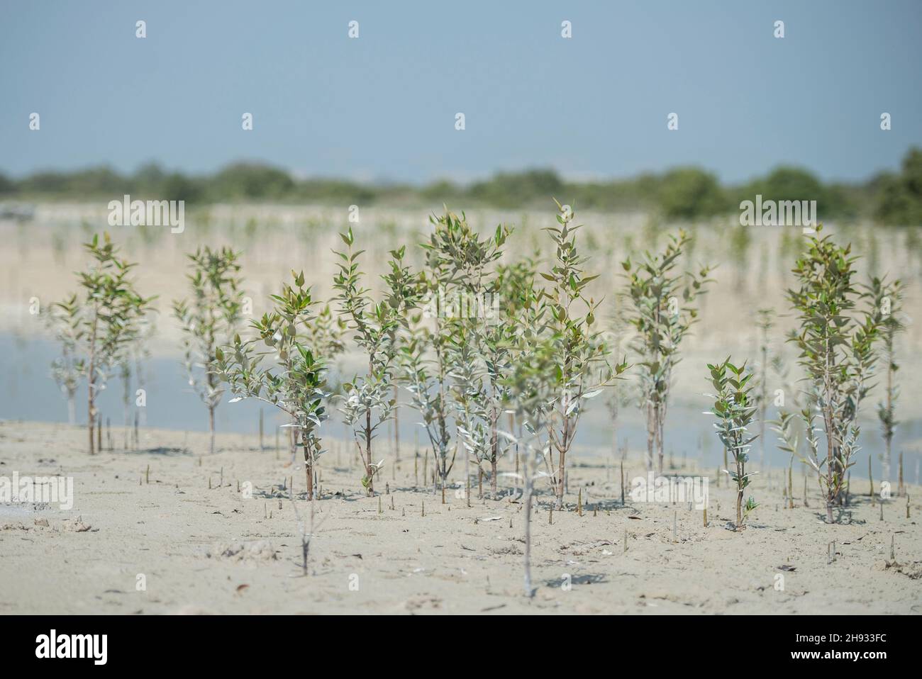 Mangroves in abu dhabi hi-res stock photography and images - Alamy