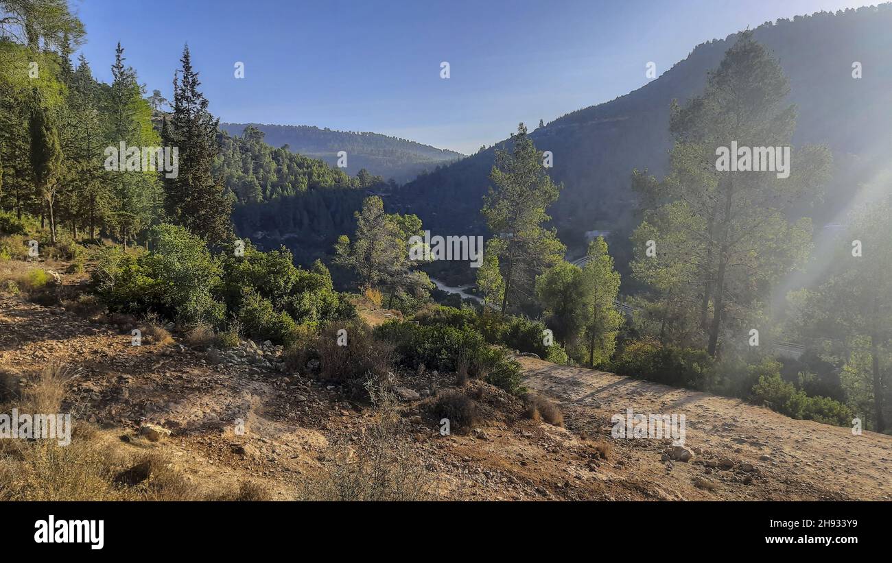 beautiful green forest and mountains in Jerusalem Stock Photo - Alamy