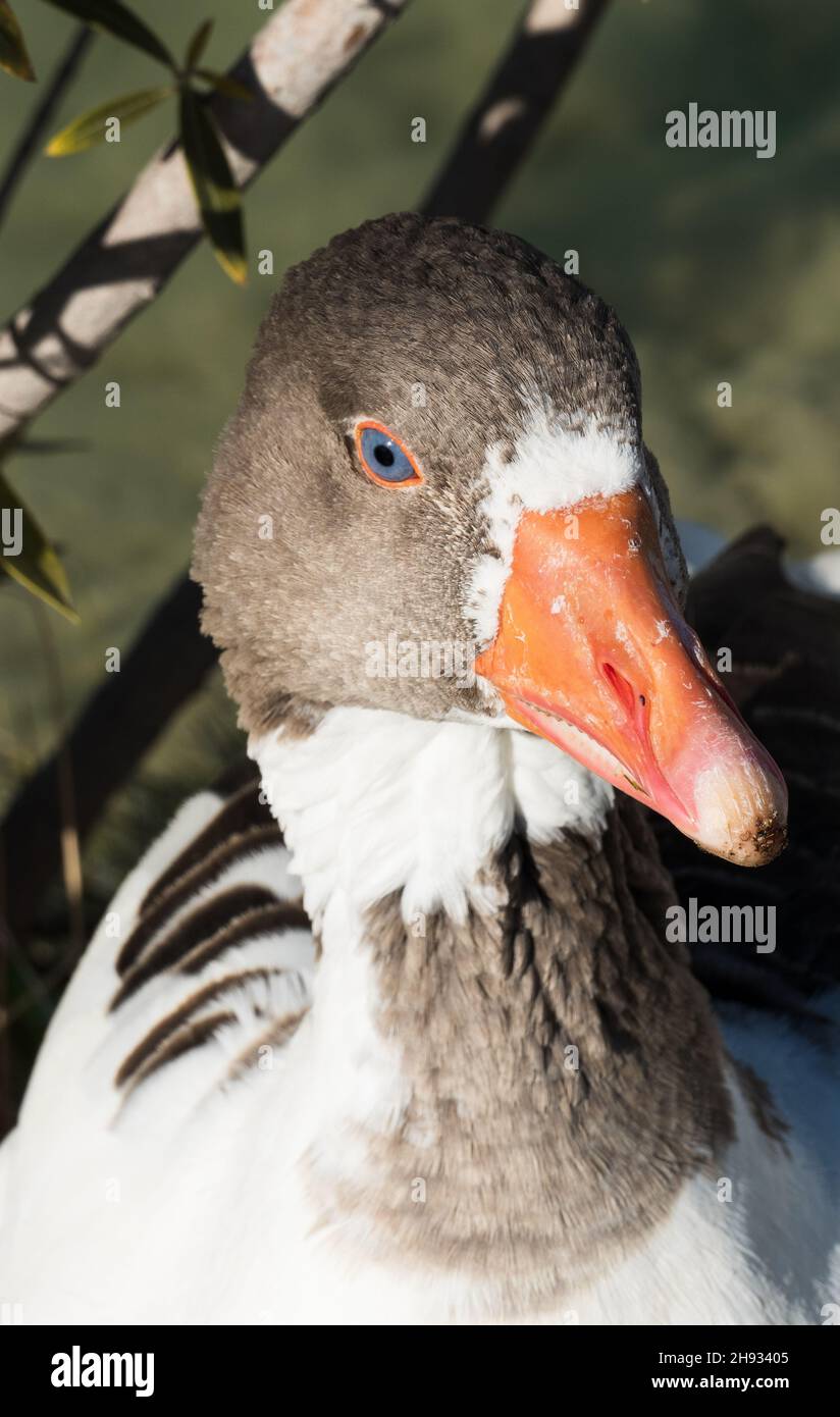 Blue eyes goose face at Pamukkale Natural Park Stock Photo - Alamy