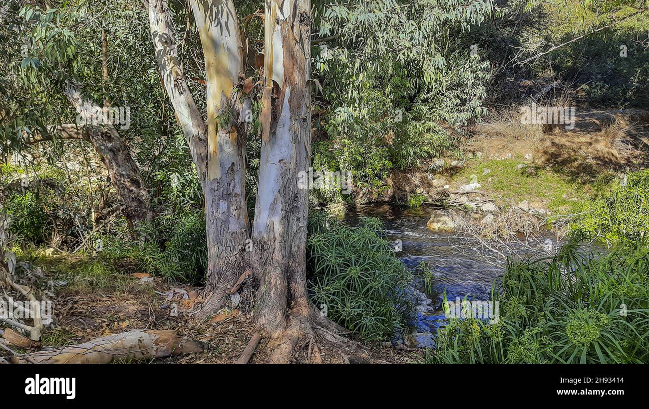 Wadi Sorek in green forest in Jerusalem Stock Photo - Alamy