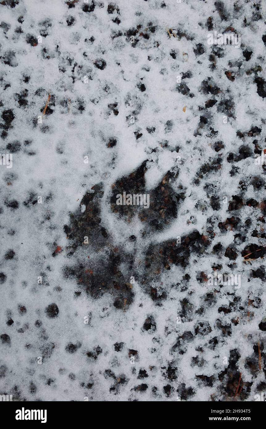 Dog footprint hi-res stock photography and images - Alamy