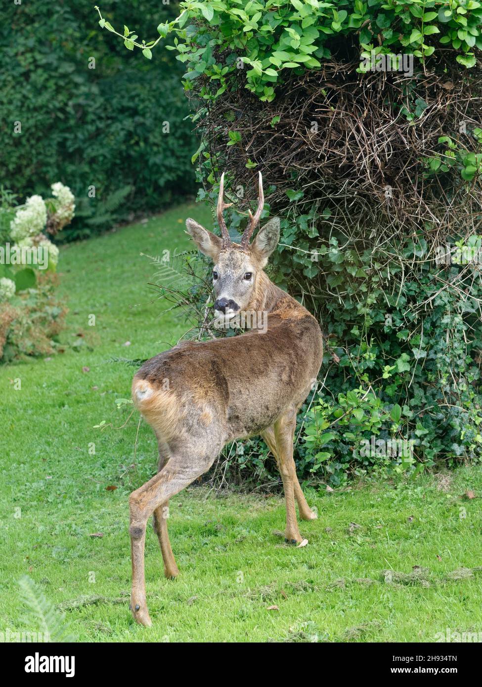 Roe deer (Capreolus capreolus) stag looking round after grazing ...